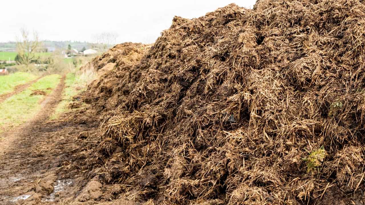 #1 Best Manure Removal & Disposal | Dumpster Rental | Corona Junk